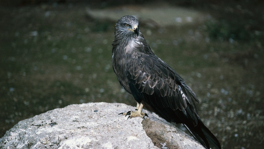 9 animals that live and hunt around fire