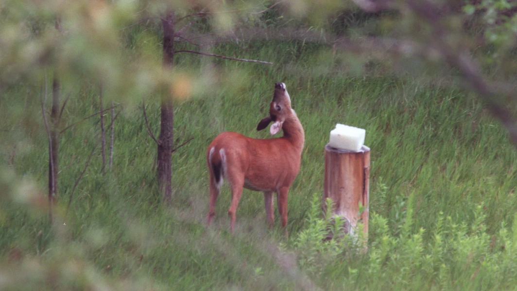 6 warning signs of an unproductive hunting spot