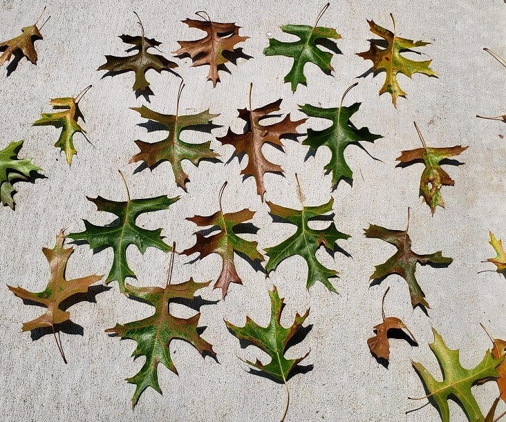 Free oak tree disease testing continues across Missouri
