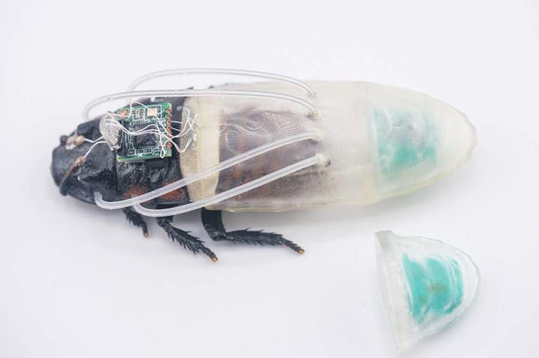 Scientists just gave remote-controlled cockroaches scuba suits, and the ...