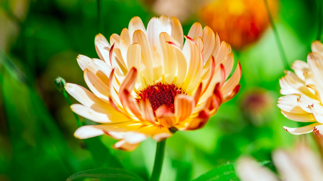 Sow 5 fast-to-flower seeds in July for fresh bursts of color