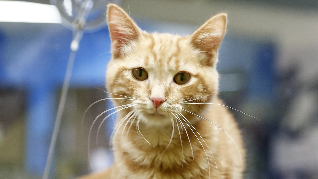 8 popular breeds with orange coats