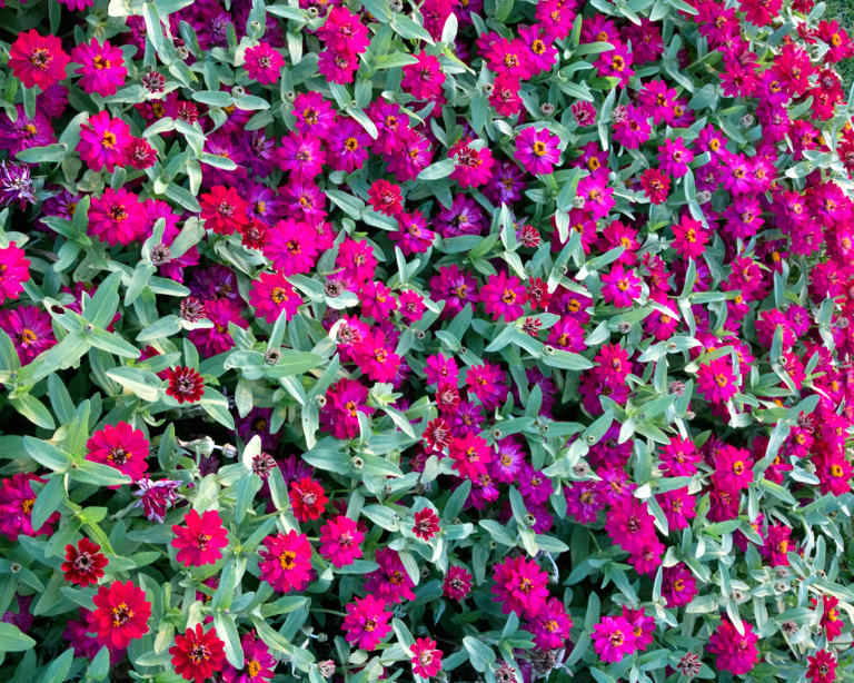 Sow 5 fast-to-flower seeds in July for fresh bursts of color