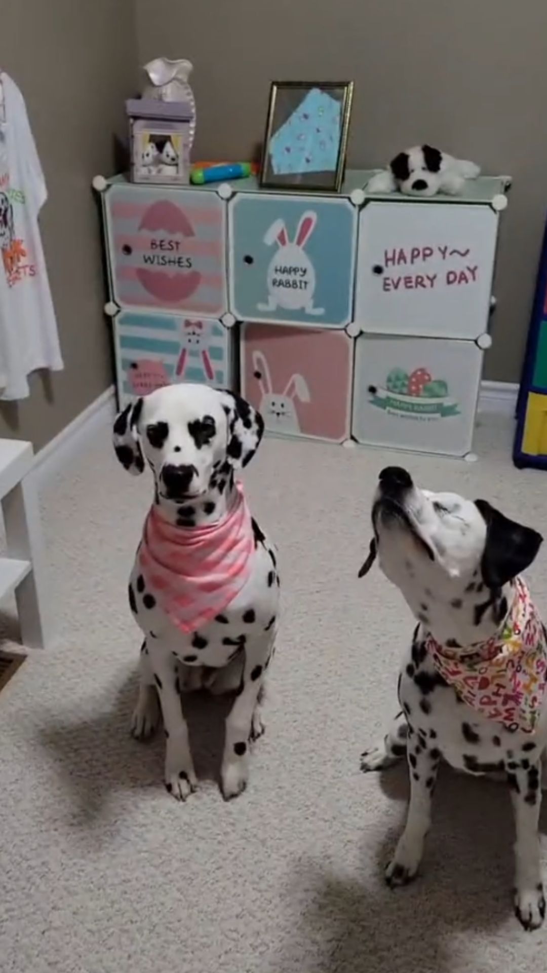 Cute dog happiness moments that dog moms will love