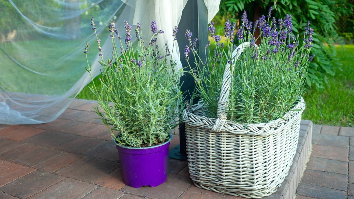 13 outdoor planter ideas that instantly upgrade your porch