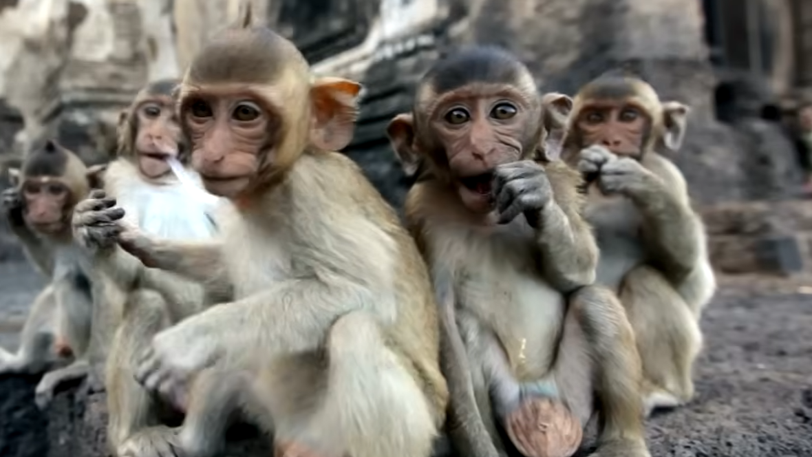 One monkey got a grape. The other got a cucumber. Chaos followed.