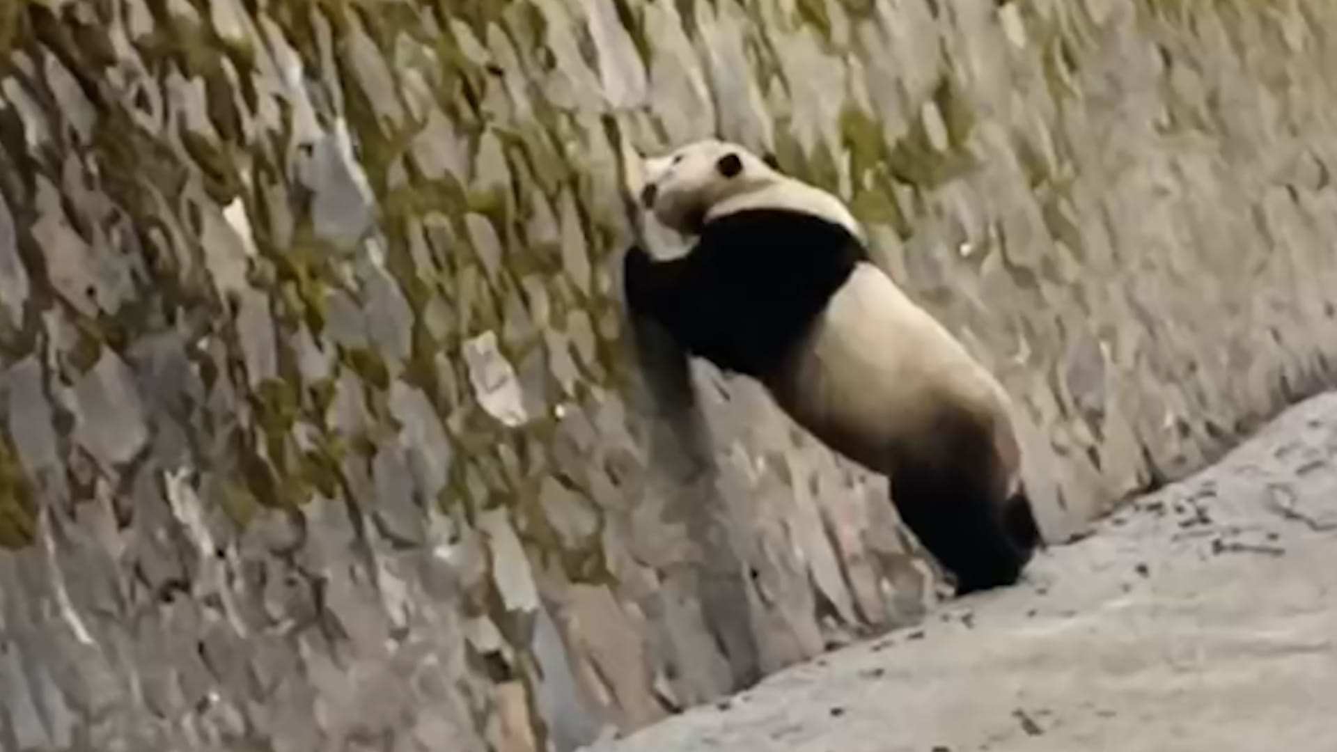 Amusing footage shows panda struggling to climb retaining wall