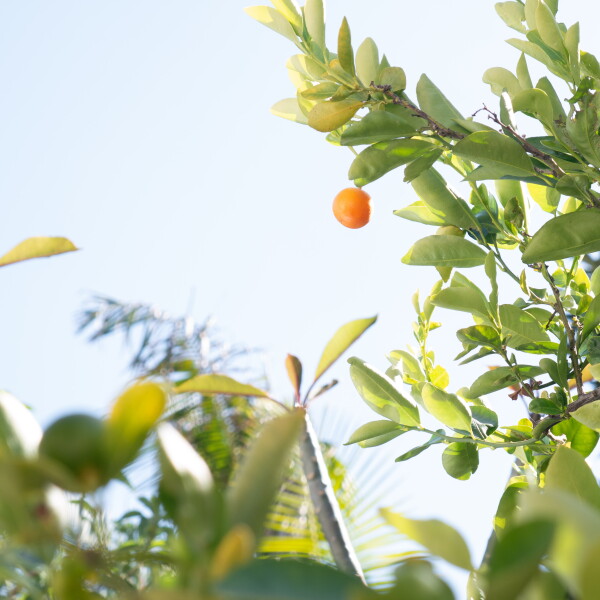 Far from their homeland, San Diego Filipinos grow food and memories