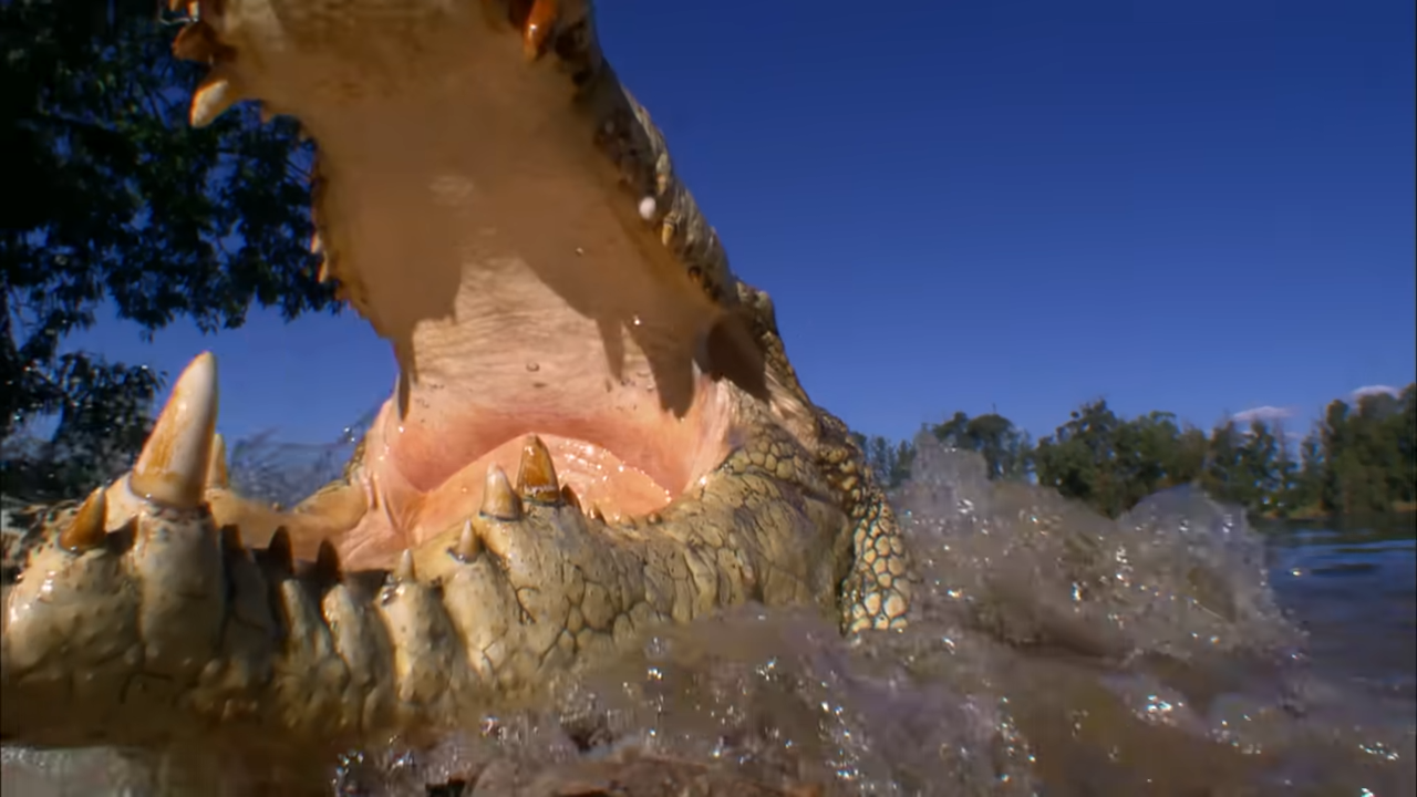 This 1-ton saltwater crocodile explodes out of water... it happens in ...
