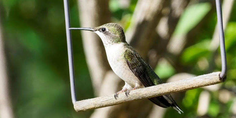 Amazon's selling a charming hummingbird swing that gives tiny visitors ...