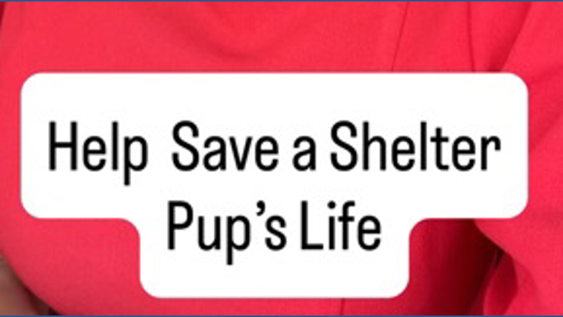 Shelter dogs need your help