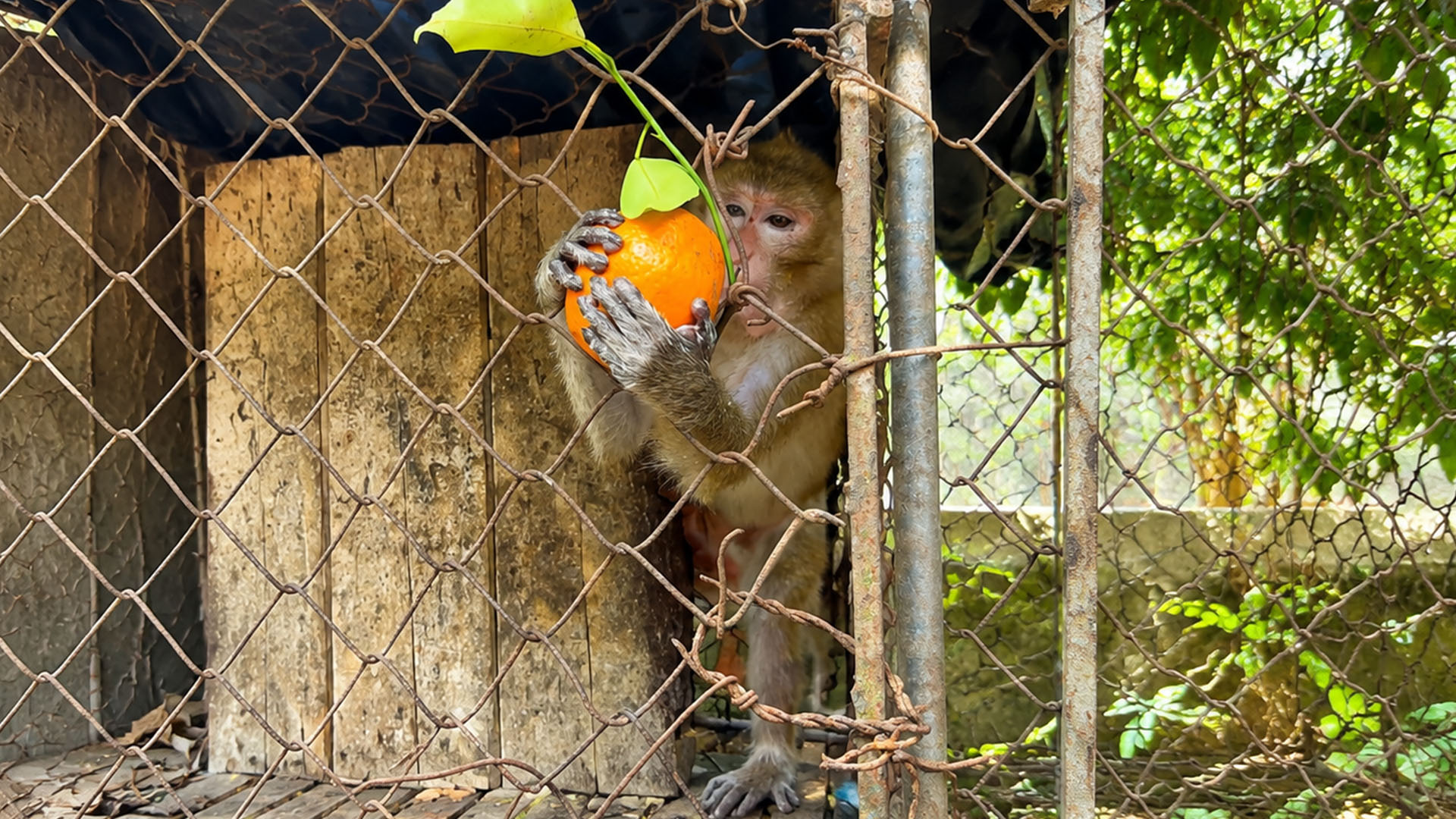 A monkey quietly examines a large orange inside its cage