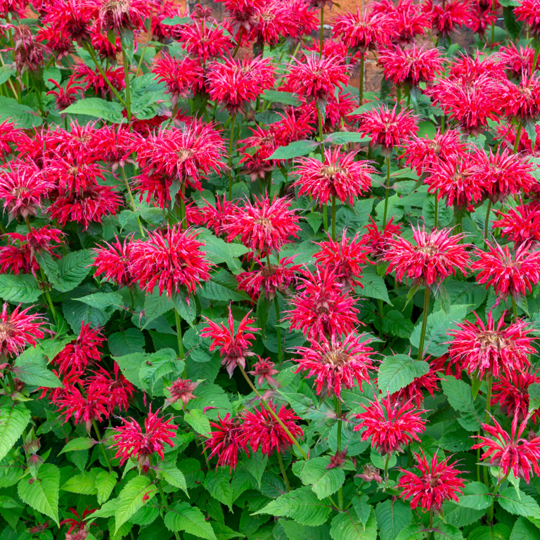 5 gorgeous wildflowers that will attract birds to your garden (and keep ...