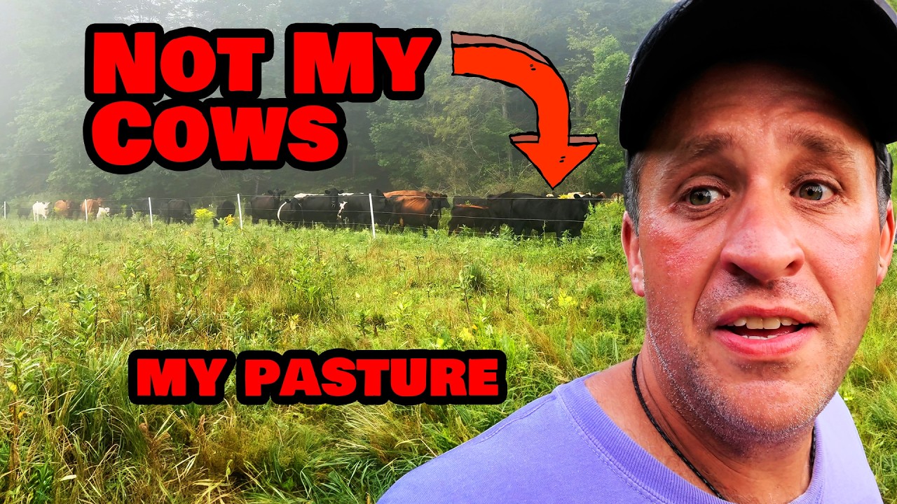 Watch how weird cows and new ducklings bring endless farm surprises