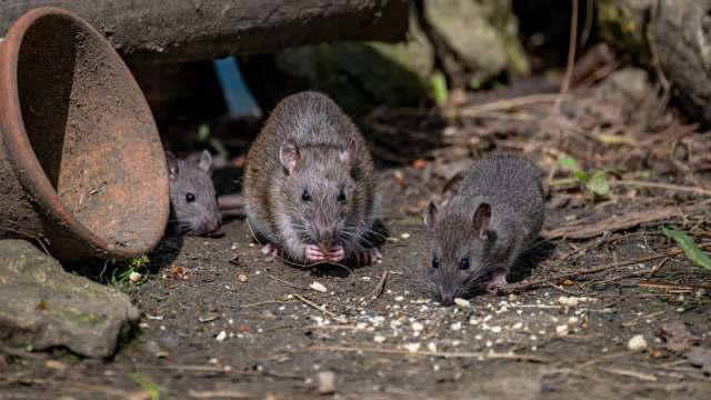 'The rats are bigger than my cats': Philadelphia neighbors say rat ...