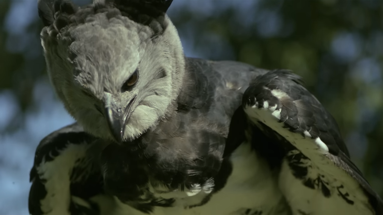 This eagle grabs monkeys out of trees - and drops them to their death