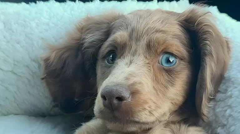 Mini dachshund puppy with 2 different eye colors has everyone stunned