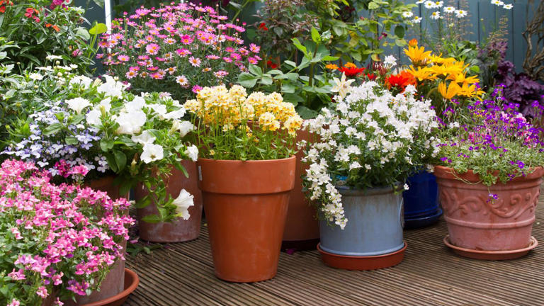 7 low-maintenance container plants that thrive in full sun and hot weather