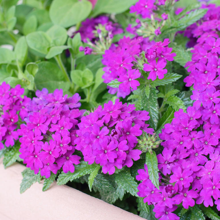 7 low-maintenance container plants that thrive in full sun and hot weather