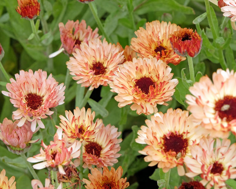 Sow 5 fast-to-flower seeds in July for fresh bursts of color