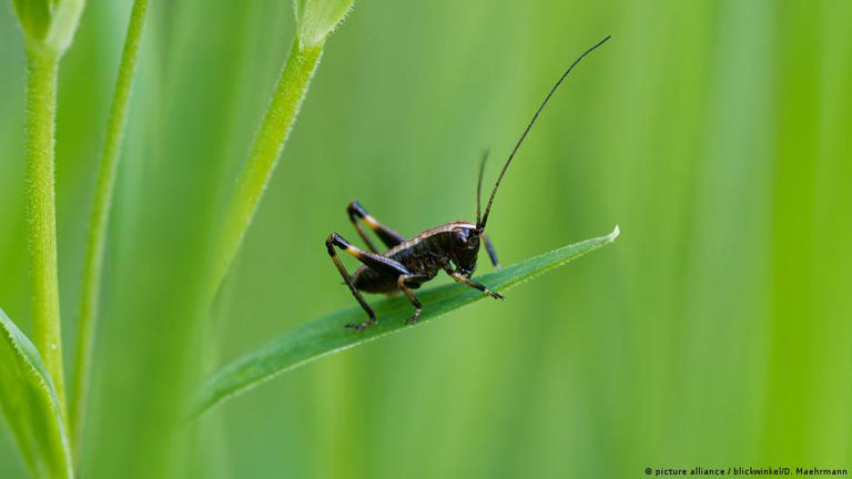 Llevamos décadas subestimando a los insectos, y la cifra real podría ...