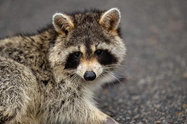Distemper found in raccoon population in Pocatello and Chubbuck