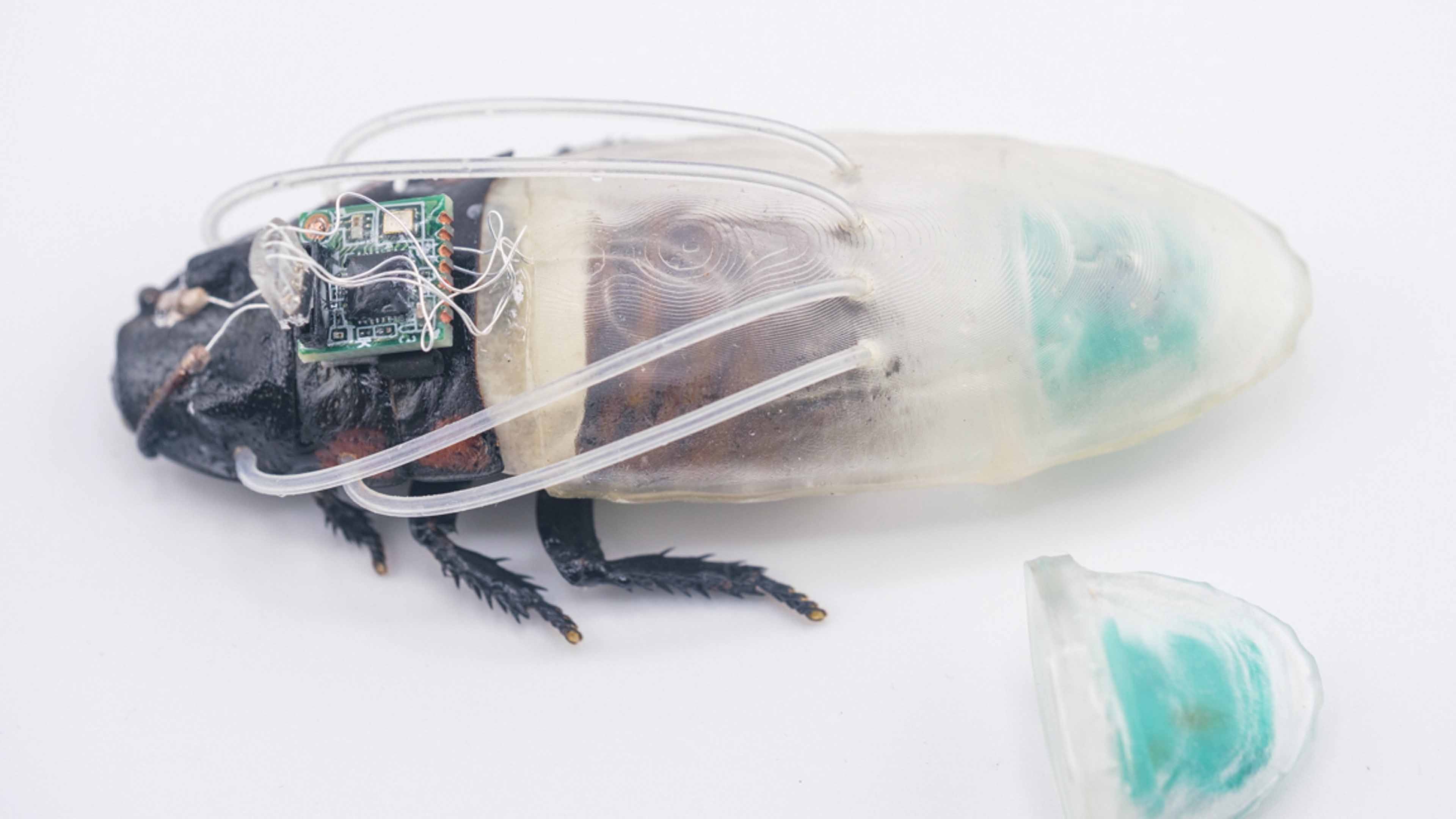 Cyborg cockroaches get diving suits to seek out humans