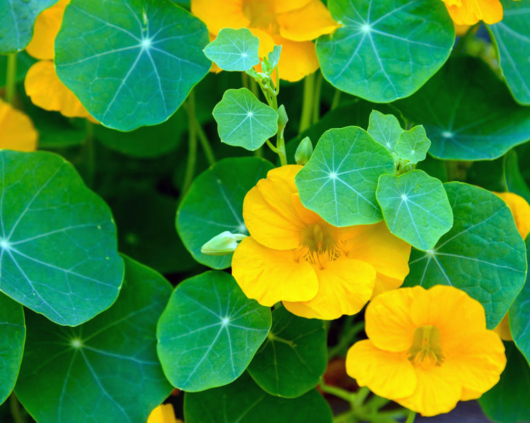 Sow 5 fast-to-flower seeds in July for fresh bursts of color