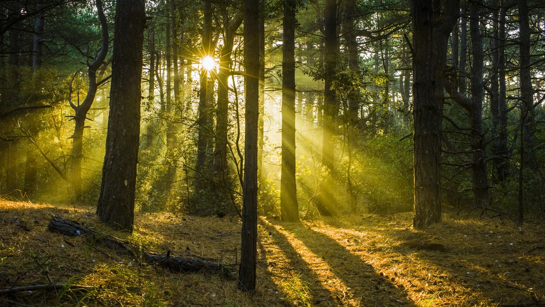 Why your mind craves green workouts in nature