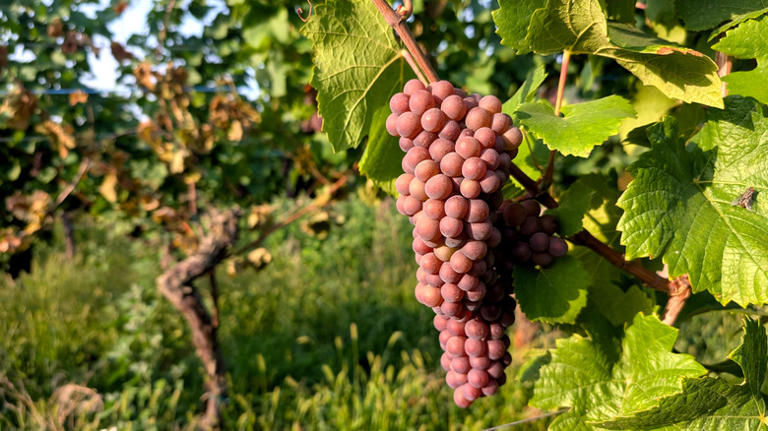 Pinot grigio vs pinot gris: The key difference between the wines