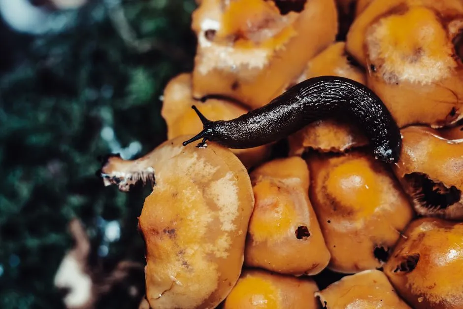 Why slugs hate copper tape (and how to use it to protect your hostas)