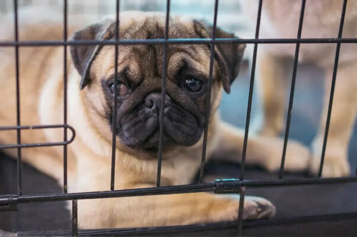 Senior pug surrendered as too old finally finds a home