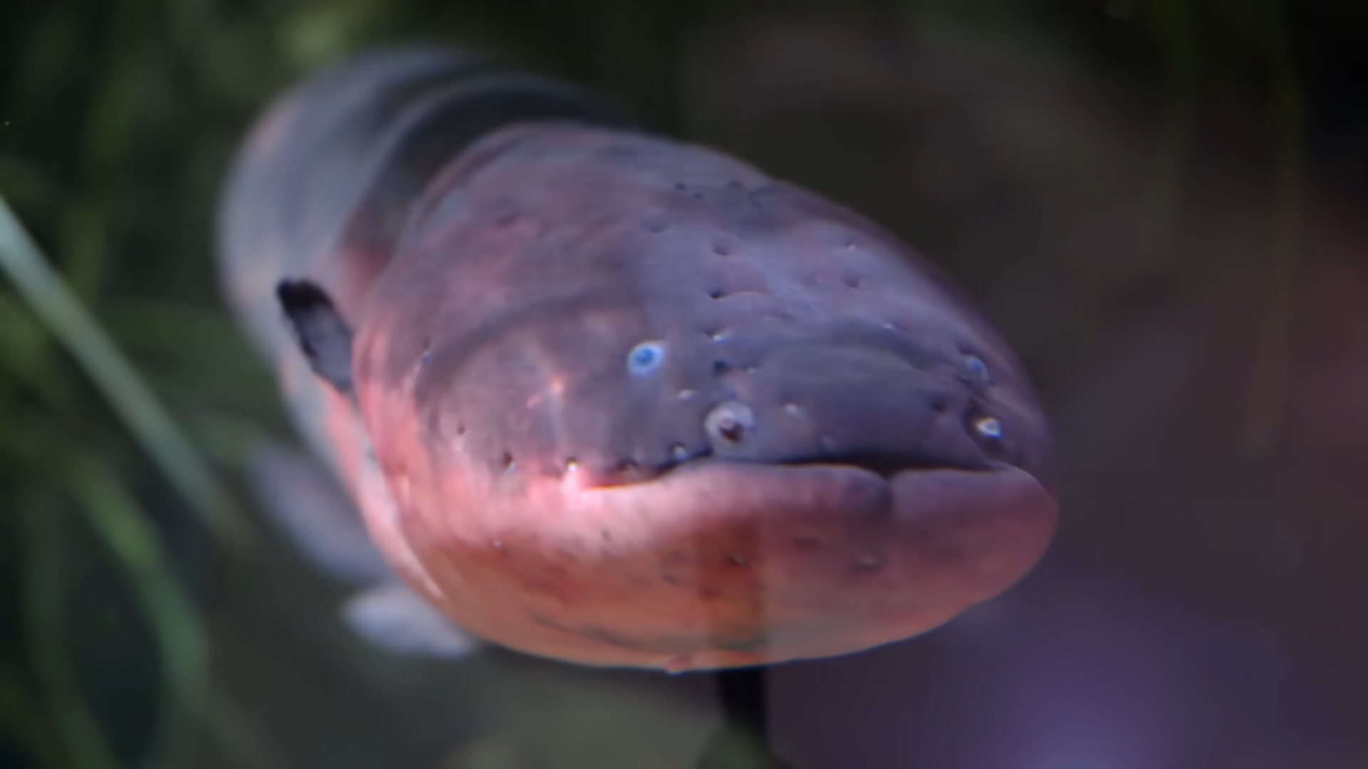 Watch this 3-meter giant fish feed 100+ babies - with its own milk