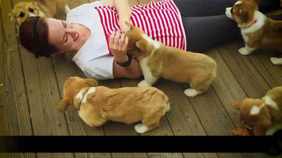The illegal cheat code pets use to mind-control humans
