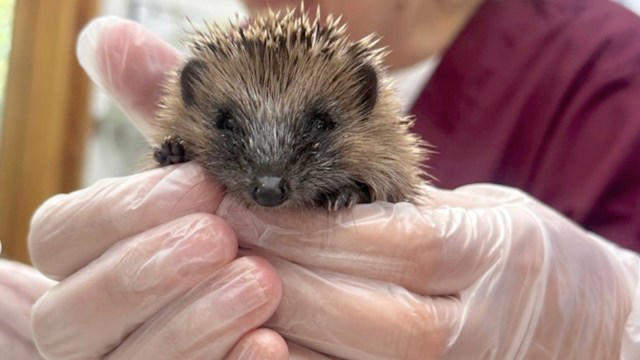 Abandoned hoglets found in 90-degree heat get a lifeline after a ...