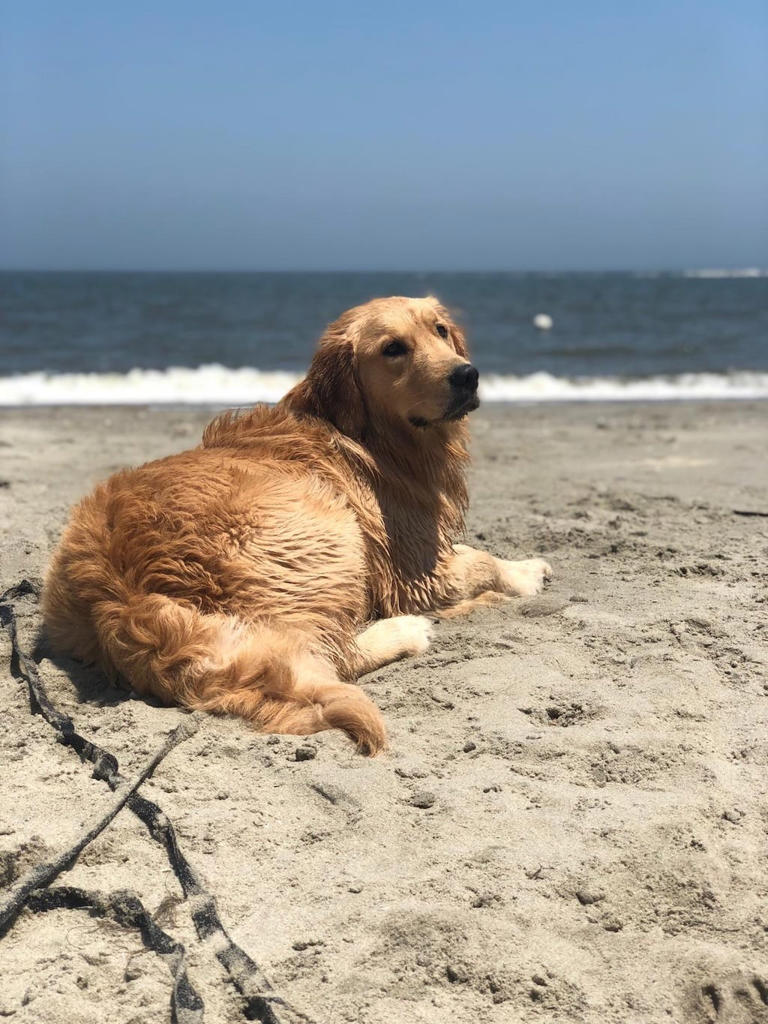 Your dog will have a very long July 4, Supreme Court boosts Trump’s ...