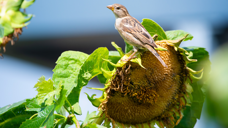 5 gorgeous wildflowers that will attract birds to your garden (and keep ...