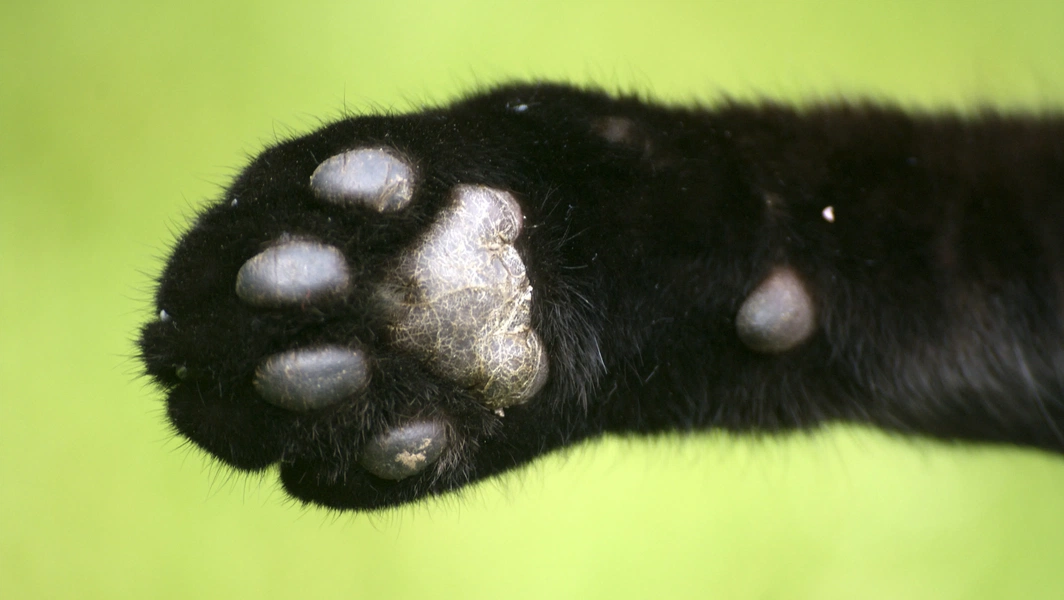 Understanding why cats scratch furniture