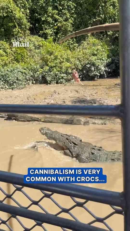 Female crocodile climbs tree to avoid persistent male