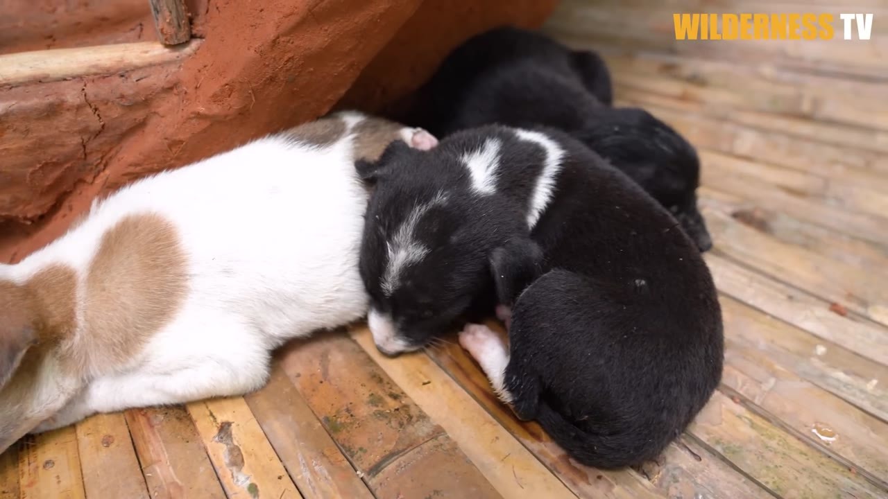 Watch these rescue puppies discover the home they always deserved