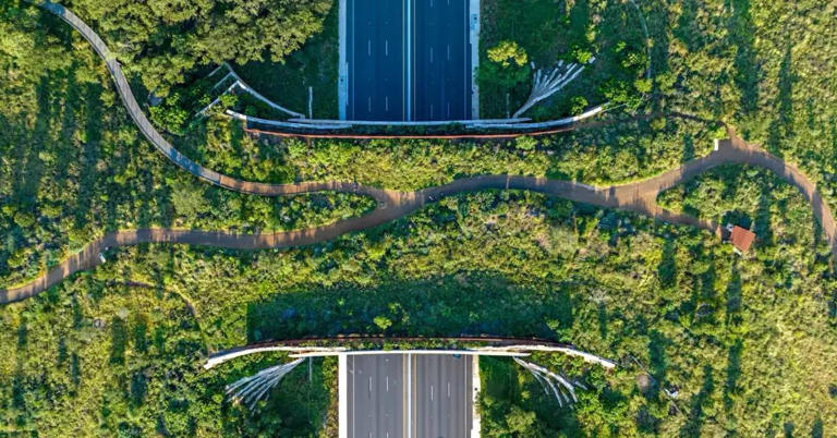 This first-of-its-kind wildlife overpass crosses a 6-lane highway ...