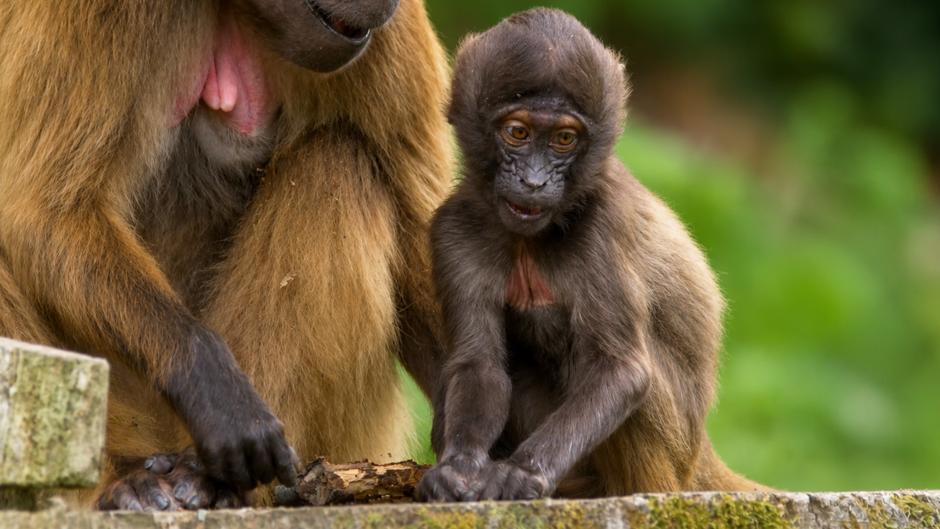 Wildlife camera captures a young baboon staying close to its mother