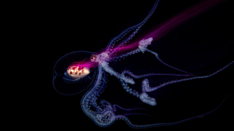 14-year-old underwater photographer scoops top prize in prestigious ...