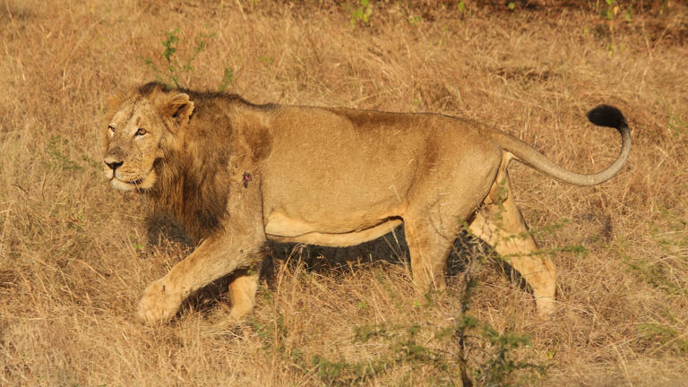 Human-lion conflict intensifies in Gujarat, 30 lions captured in June