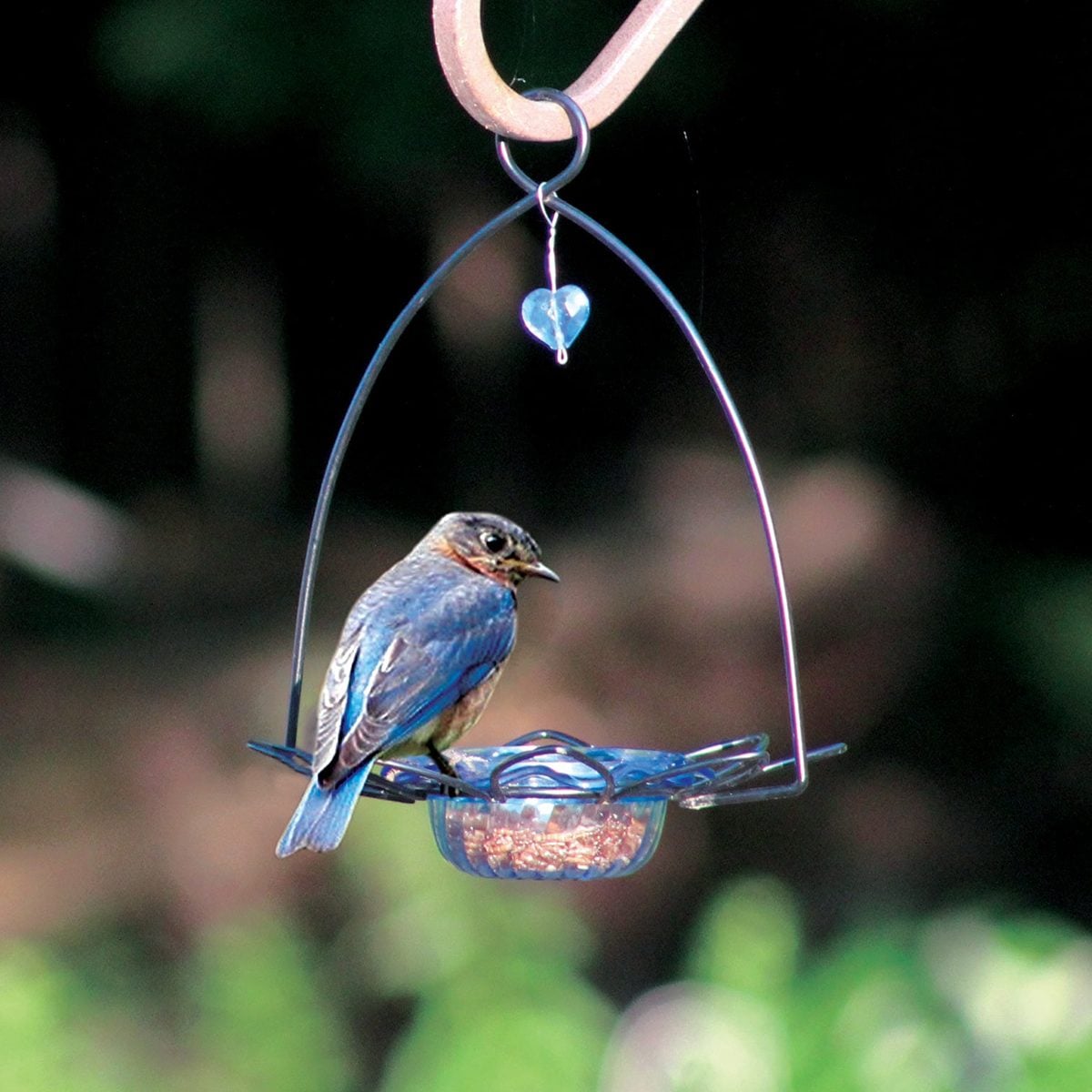 The best bluebird feeders and feeding tips