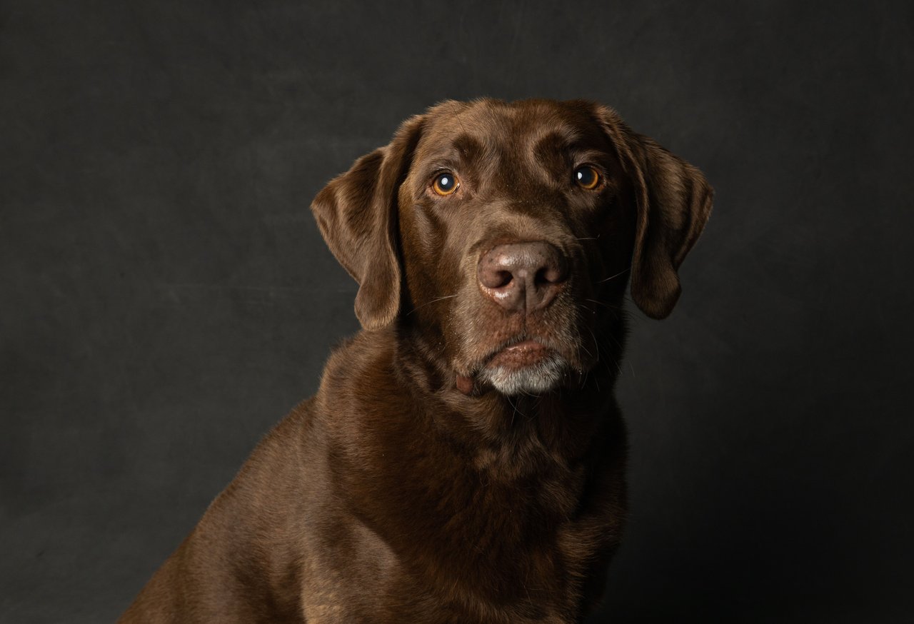 7 dog breeds most likely to trigger allergies, according to vets