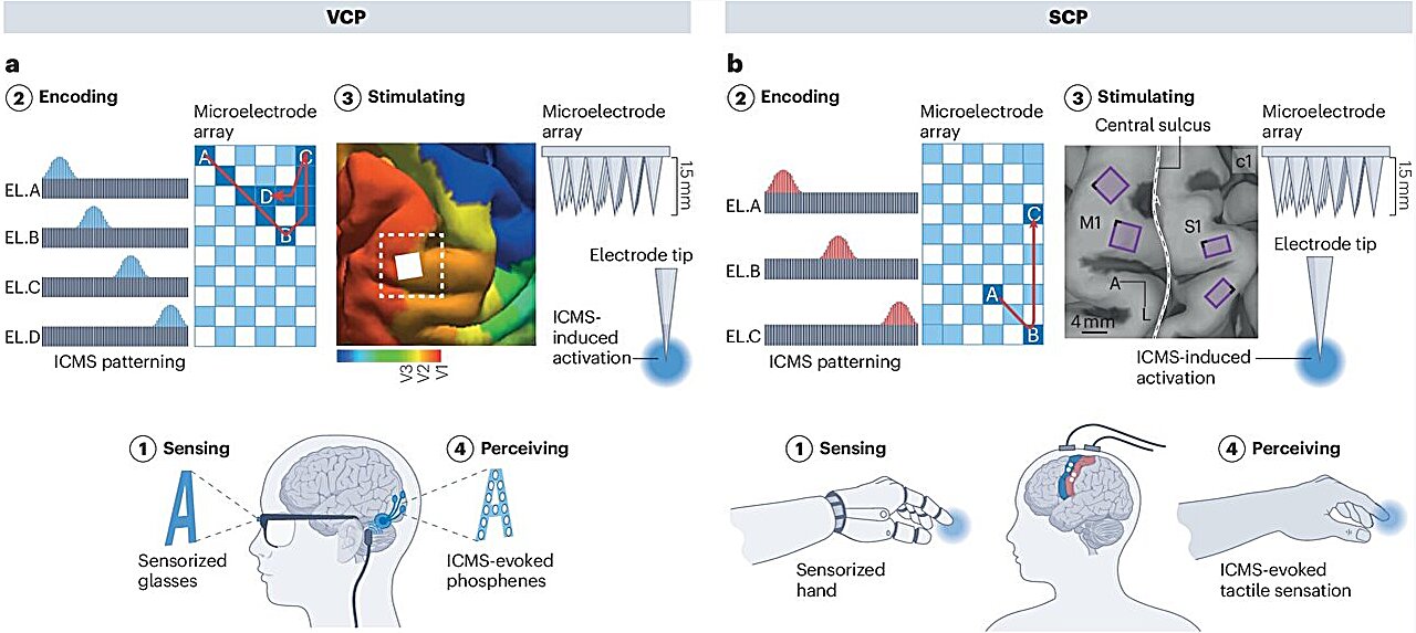 Restoring lost senses: One technology for both artificial vision and touch