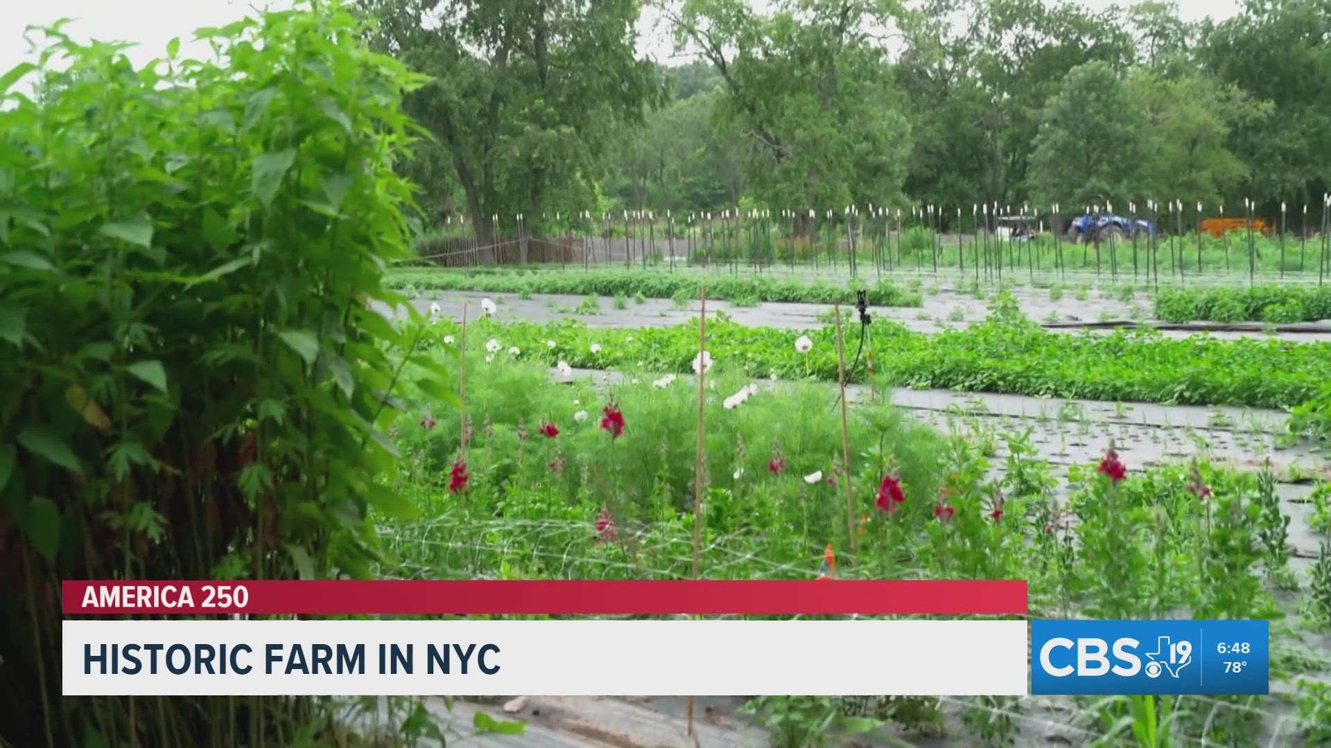 One of America's oldest working farms hides in plain sight in Queens ...