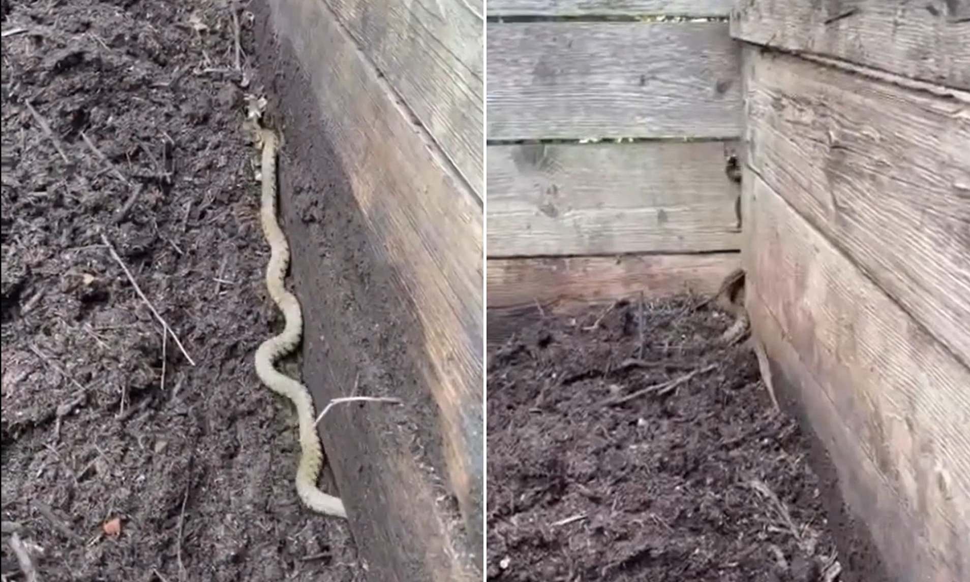 Monty Don shares video warning grass snakes could be lurking in your ...