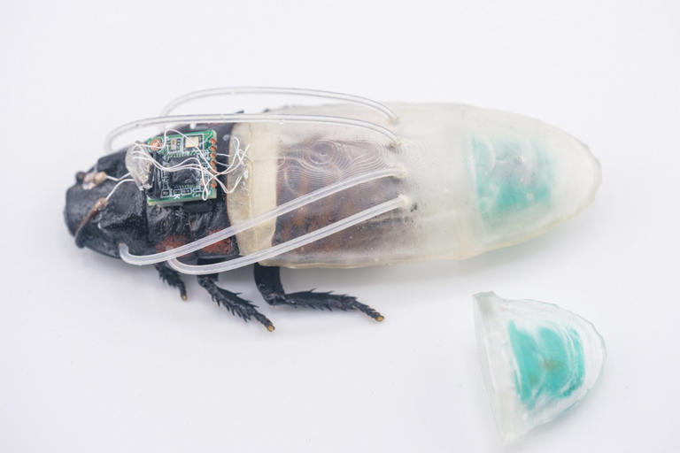 Cyborg cockroaches get diving suits to seek out humans